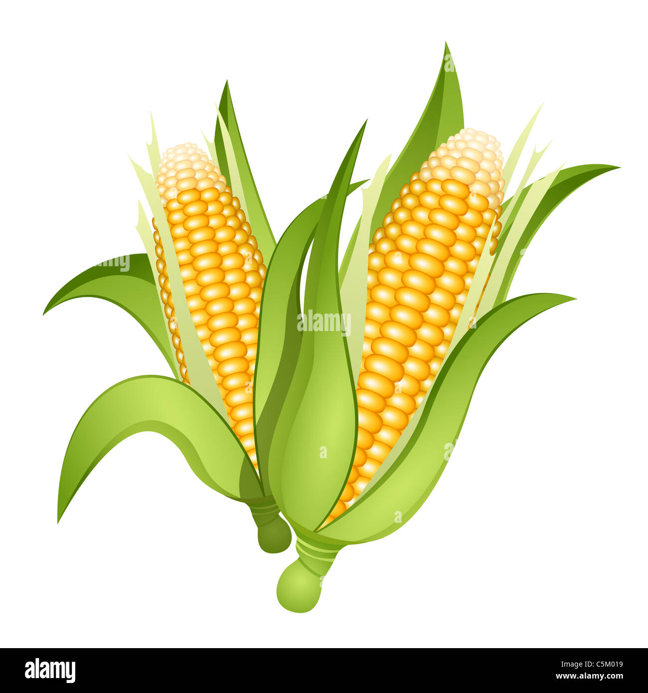 Ear Of Corn