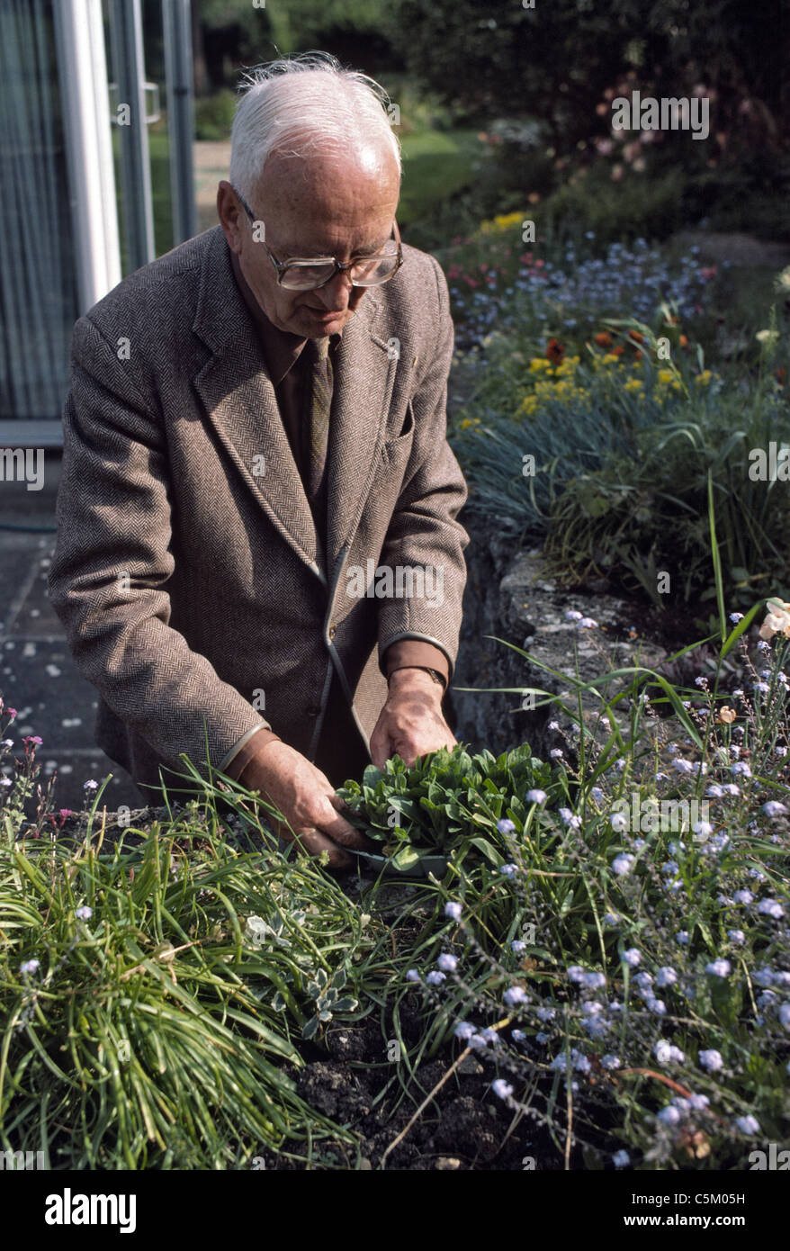old man gardening Stock Photo - Alamy