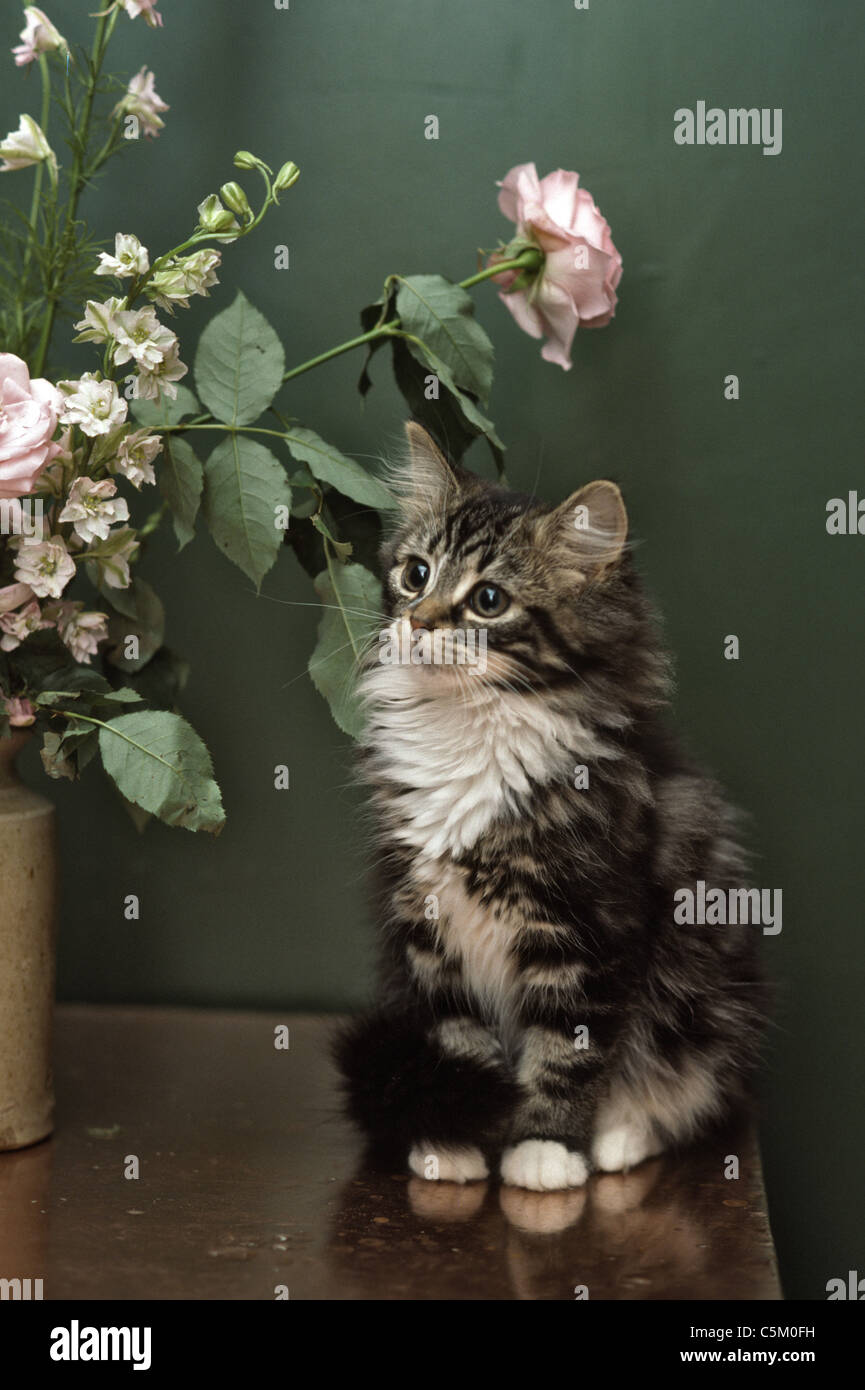 black tabby cat with flowers Stock Photo - Alamy