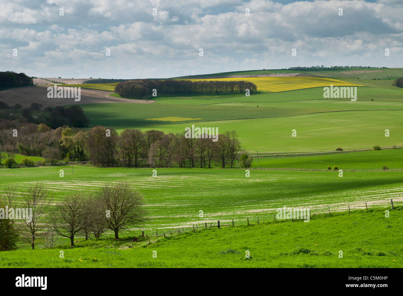 Group of trees in the countryside near Baydon, Wiltshire, UK Stock ...