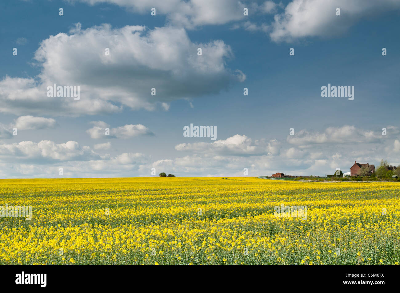 Rapeseed field, near Chiseldon, Wiltshire, UK Stock Photo - Alamy