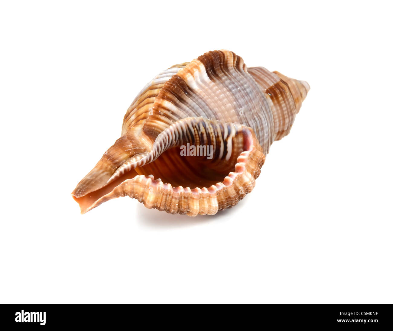 marine cockleshell isolated on white background Stock Photo - Alamy