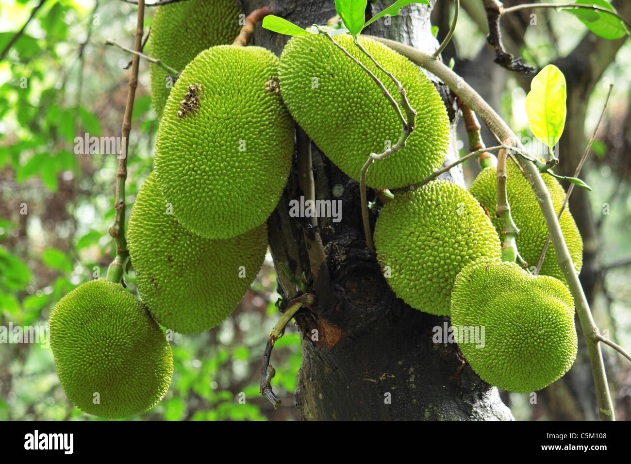 Eat jackfruit hi-res stock photography and images - Alamy