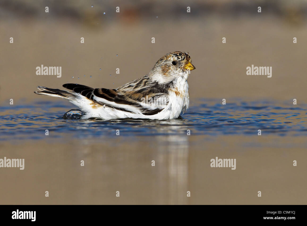 An adult winter plumage male Snow Bunting and reflection Stock Photo ...