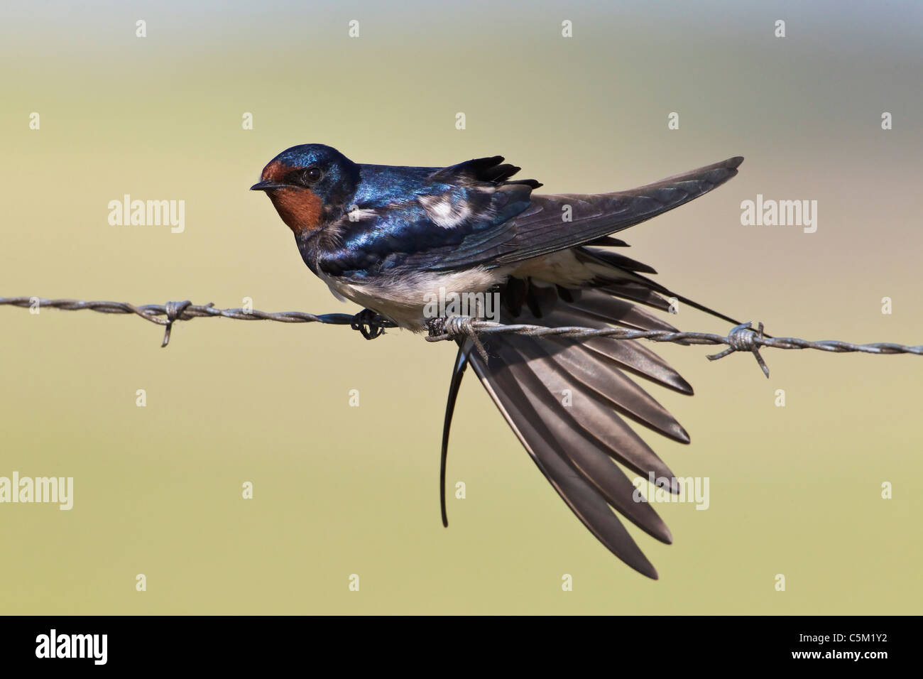Swallow/ Barn Swallow perched and preening Stock Photo - Alamy