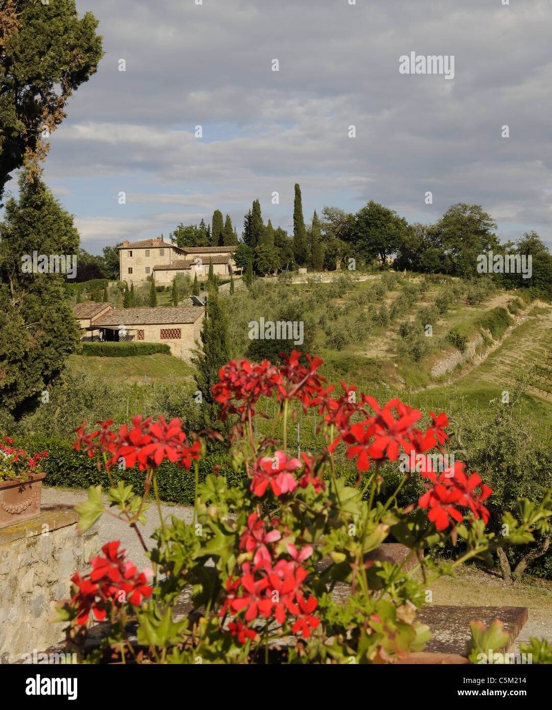 View from Castello di Meleto to Olive Groves with Geraniums Stock Photo ...