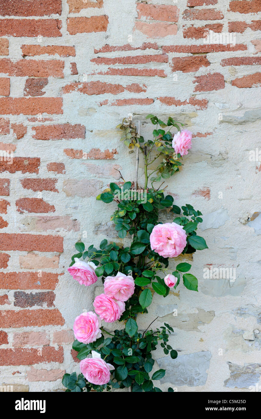 Climbing rose hi-res stock photography and images - Alamy