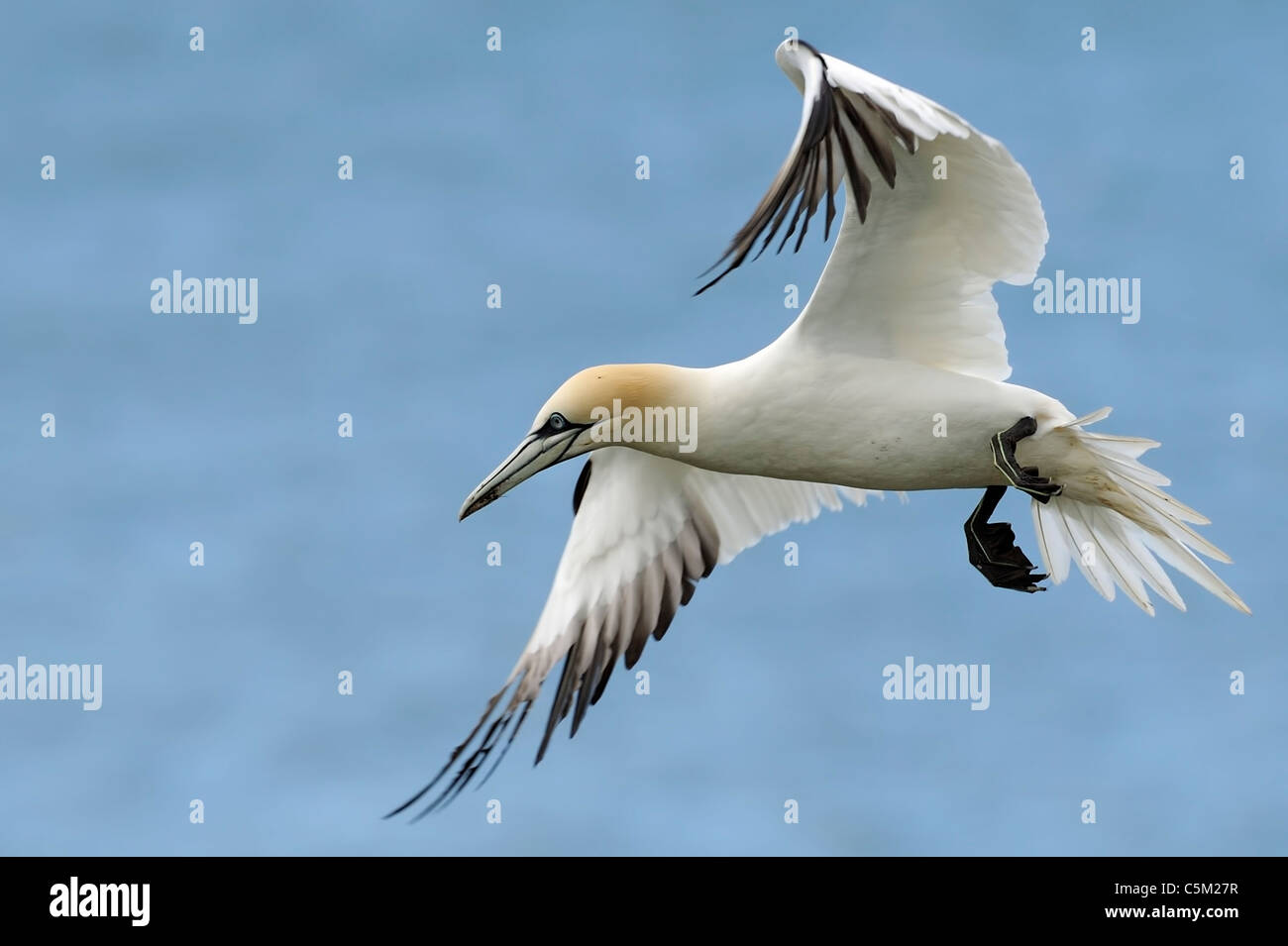 an adult northern gannet in flight Stock Photo - Alamy
