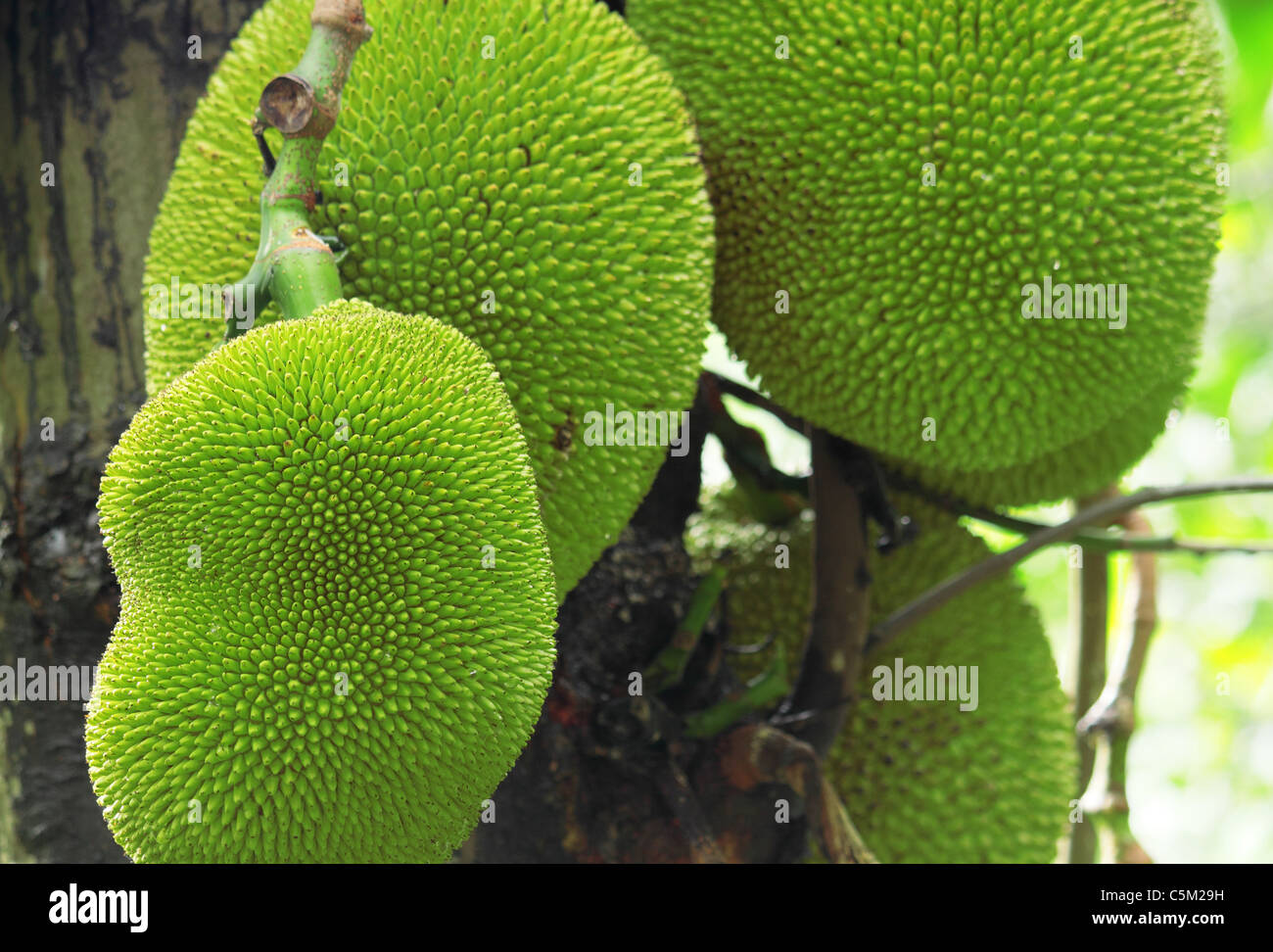 tropical jackfruit Stock Photo - Alamy