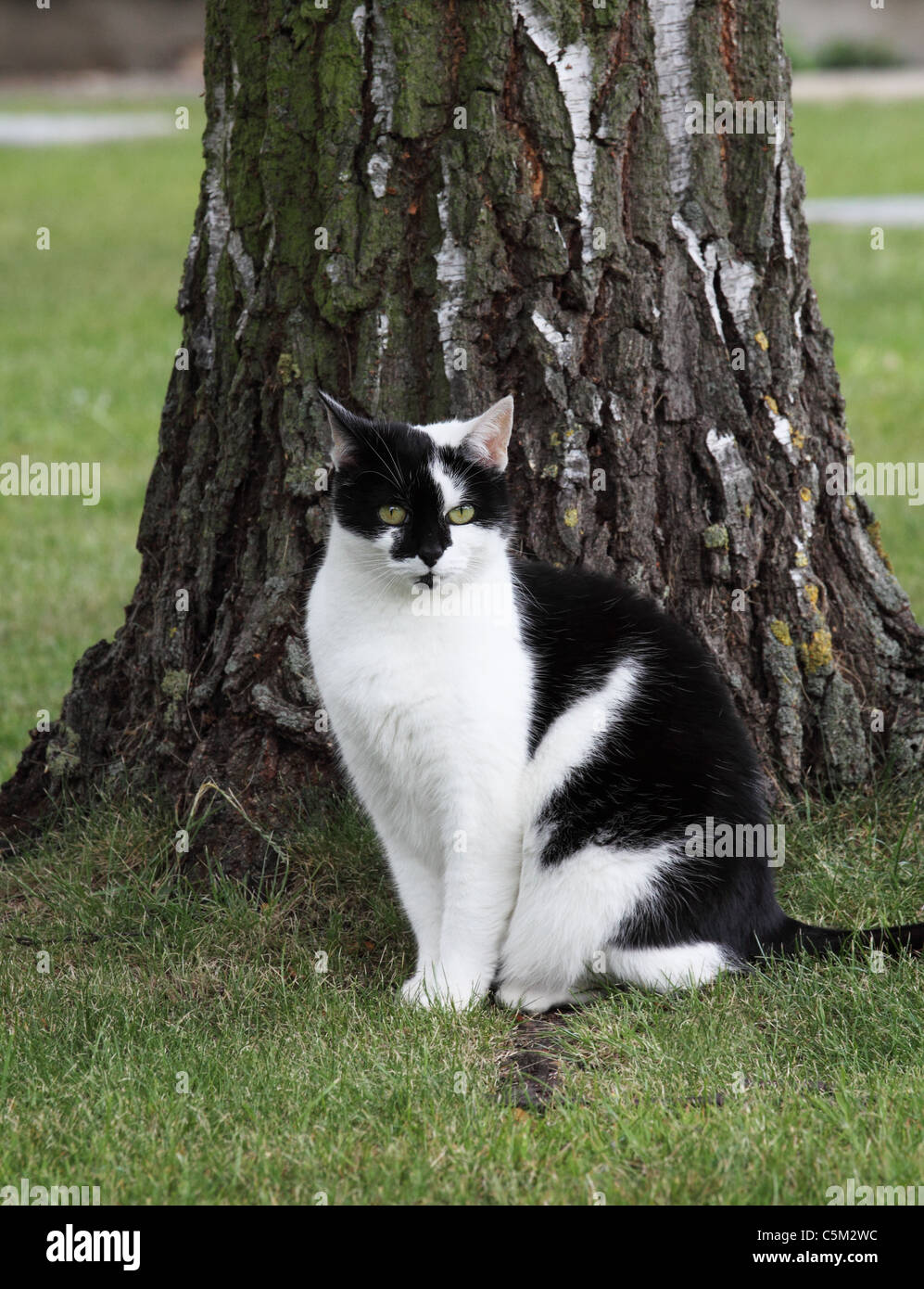 Black white moggy cat sitting hi-res stock photography and images - Alamy