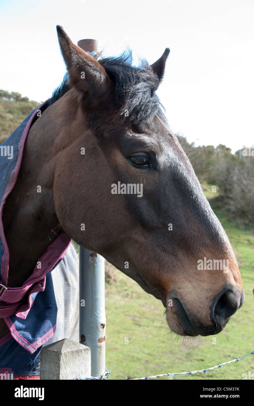 Horse head details hi-res stock photography and images - Alamy