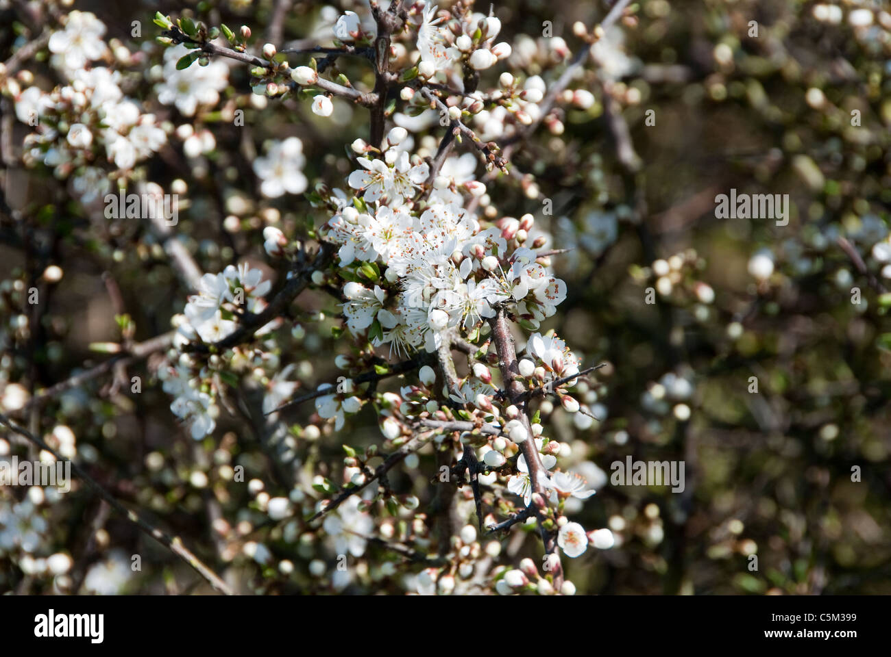 Mayflower tree hi-res stock photography and images - Alamy