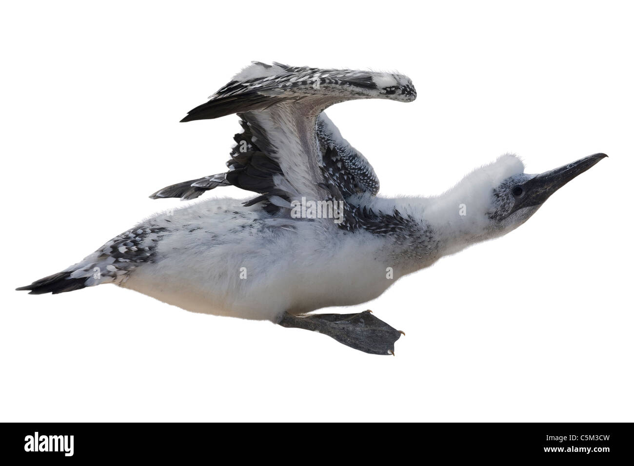 Funny gunnet chick learning to fly in New Zealand isolated on white ...
