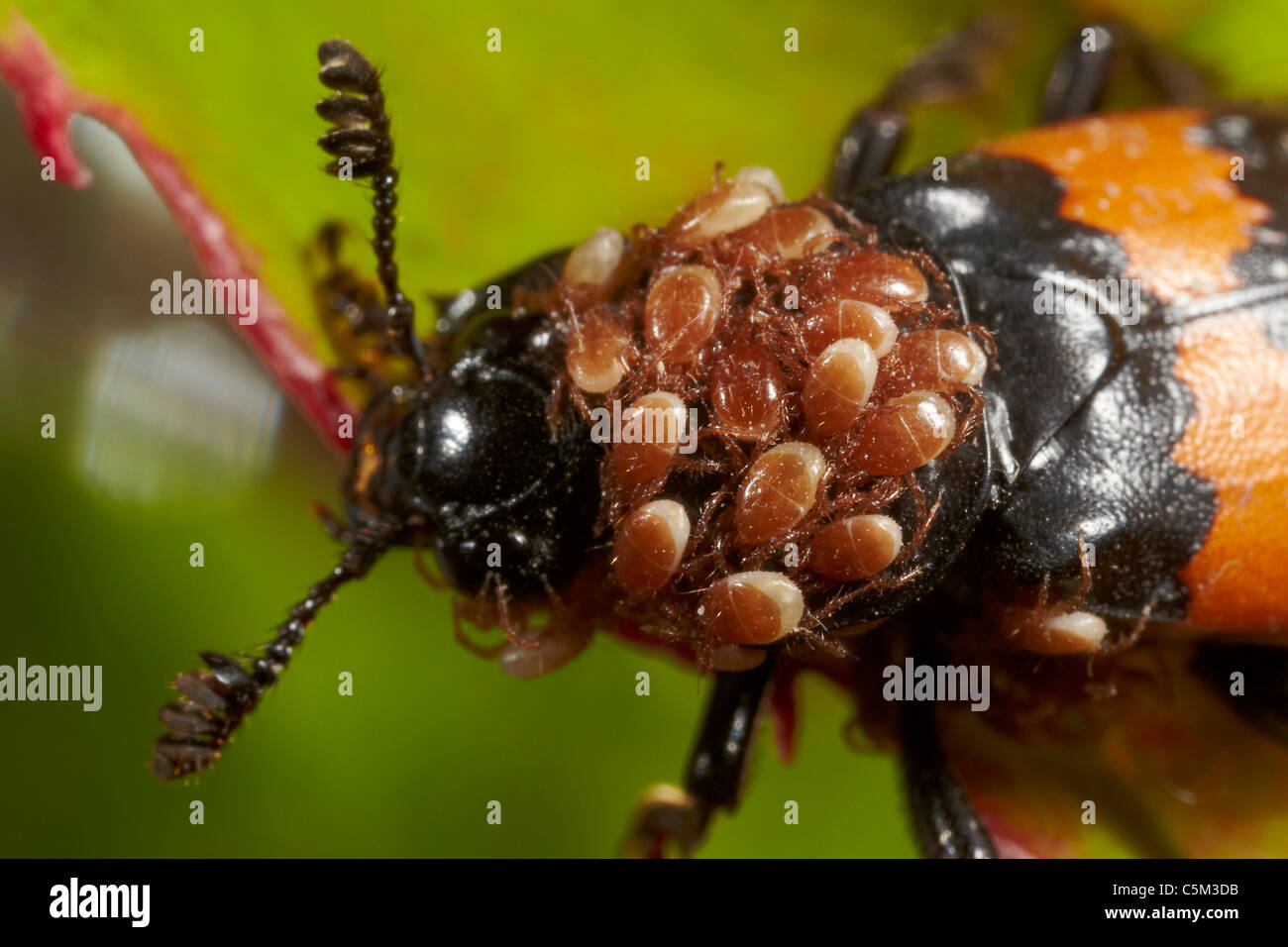 Sexton or Burying Beetle, Nicrophorus vespilloides infested by tiny ...