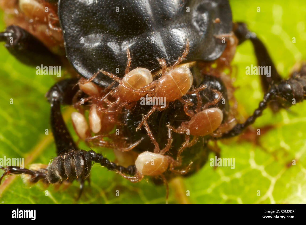 Sexton or Burying Beetle, Nicrophorus vespilloides infested by tiny ...