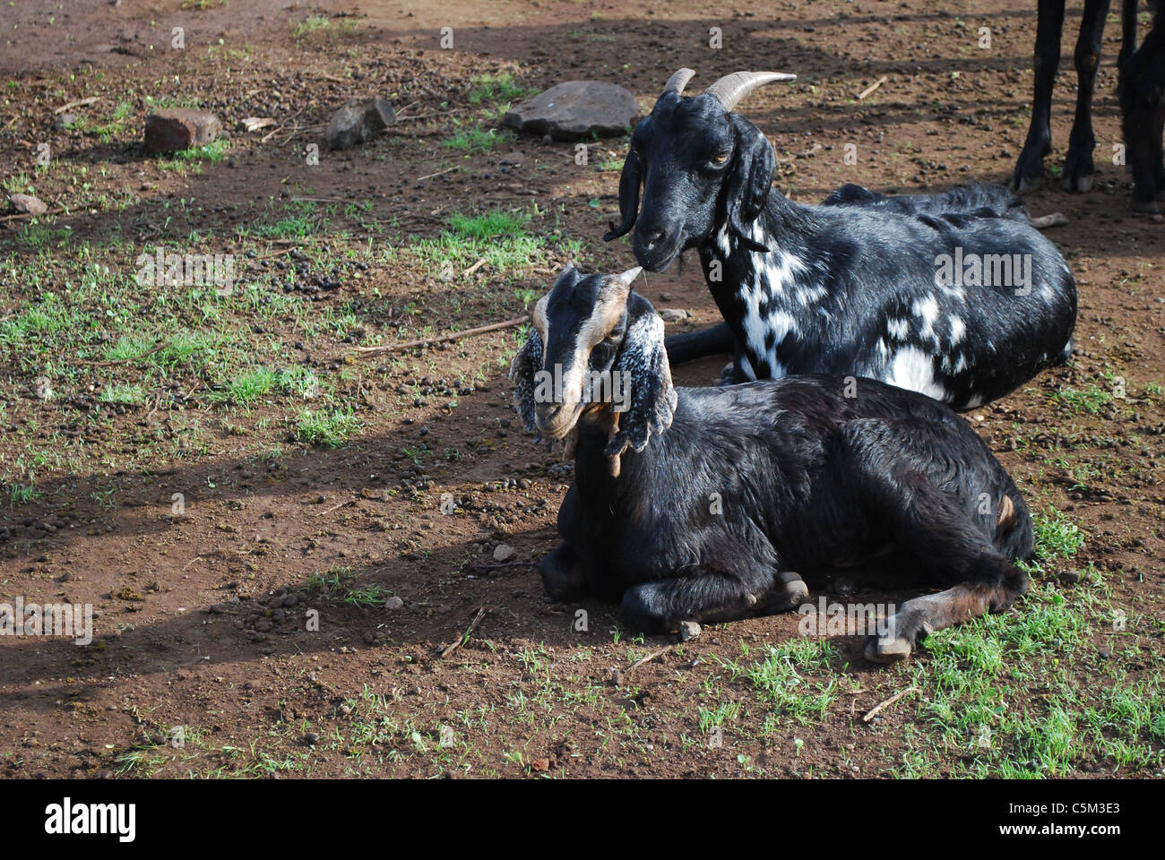 two goats are sitting Stock Photo - Alamy