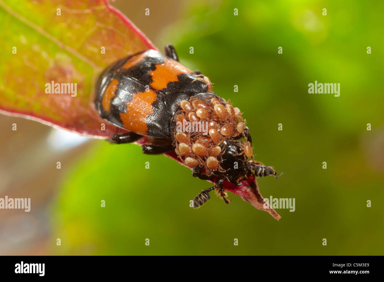 Sexton or Burying Beetle, Nicrophorus vespilloides infested by tiny ...