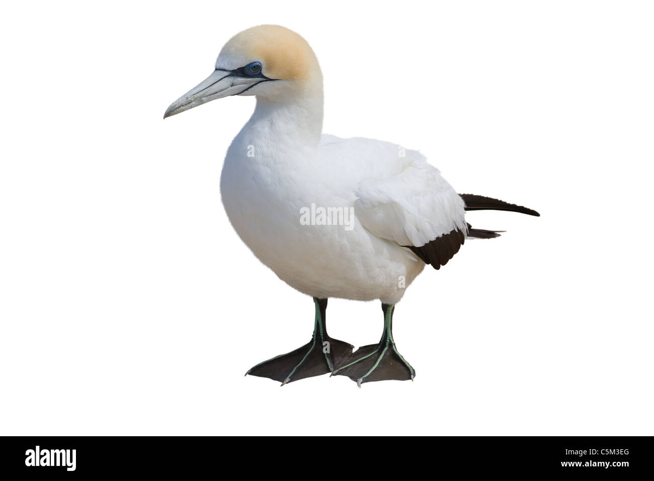 Gunnet in New Zealand isolated on white Stock Photo - Alamy