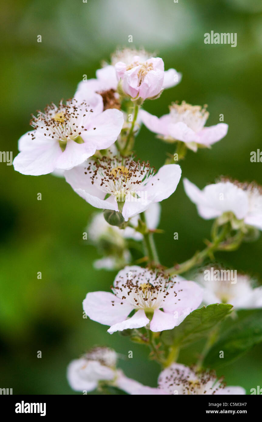 Bramble flower hi-res stock photography and images - Alamy