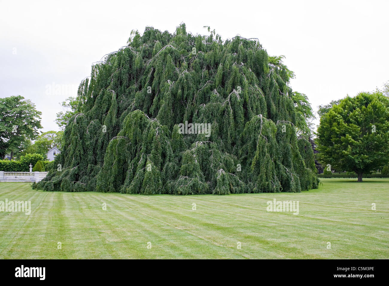 A large weeping beech tree with hanging branches Stock Photo - Alamy
