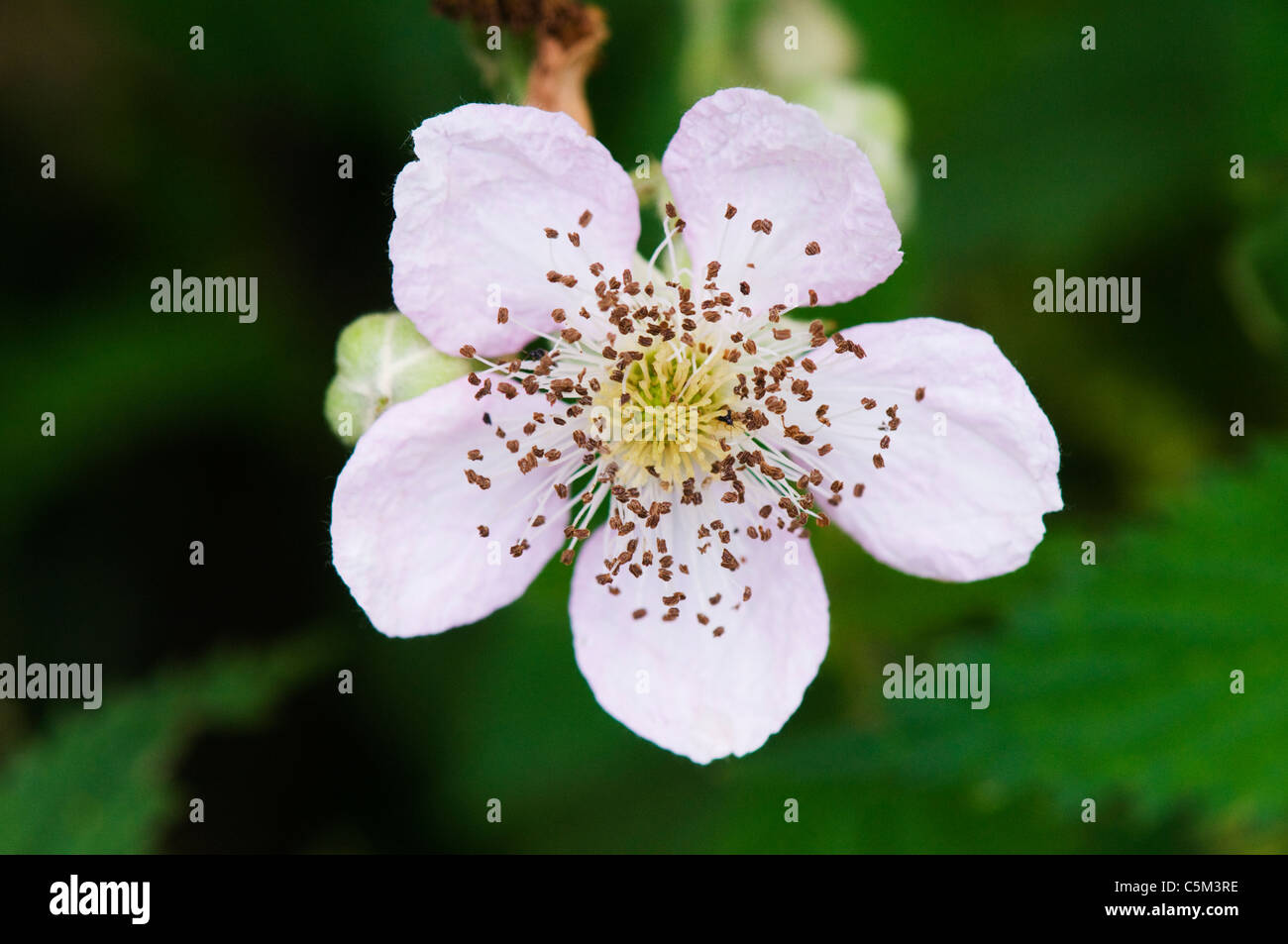 Bramble flower hi-res stock photography and images - Alamy