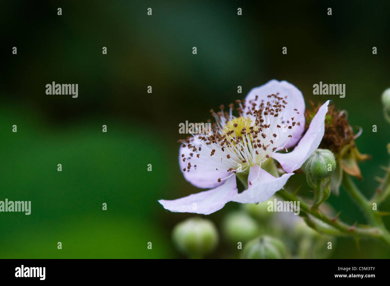 Bramble flower hi-res stock photography and images - Alamy