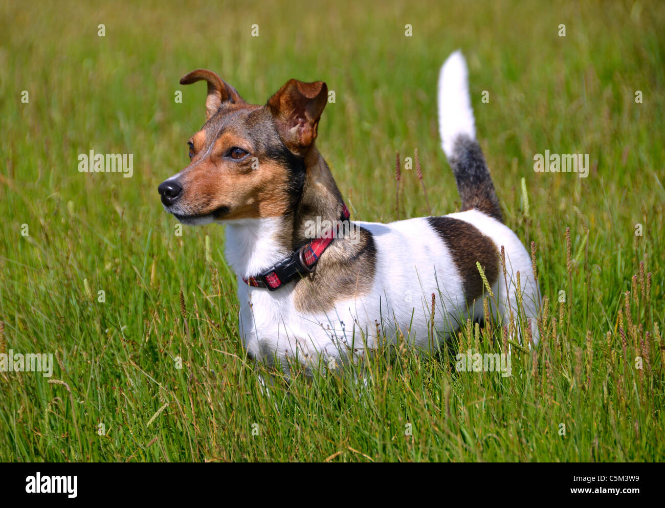 Cute Little Tricolored Jack Russell Terrier Standing in the grass field ...