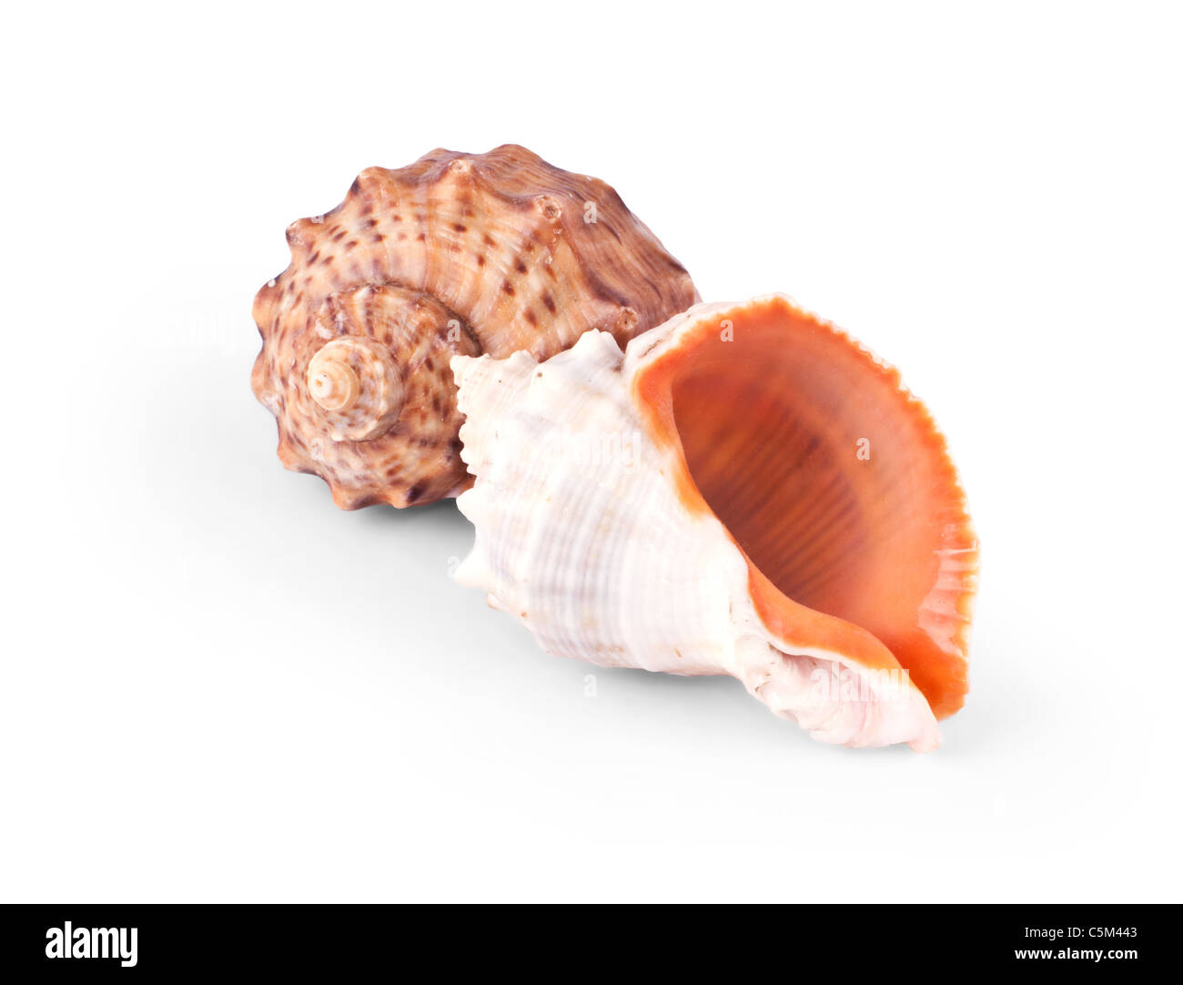 Two sea shells isolated on white background Stock Photo - Alamy