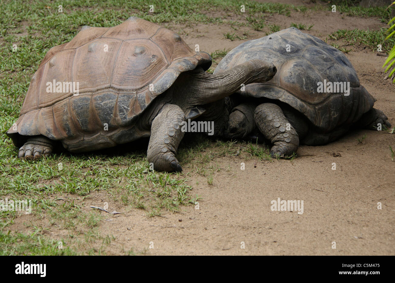 Turtles hi-res stock photography and images - Alamy
