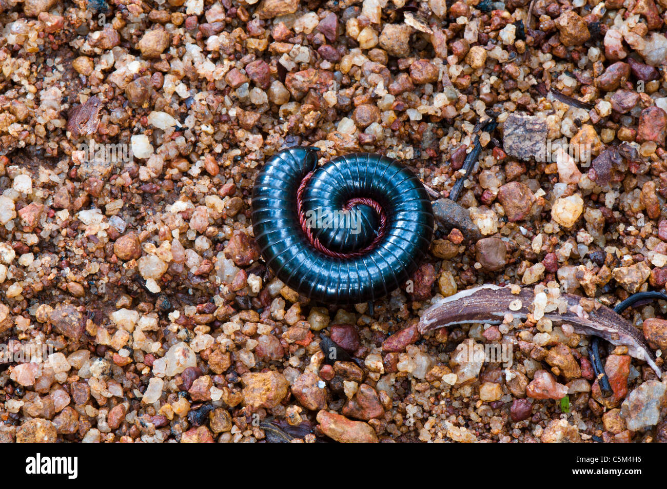 Black millipede hi-res stock photography and images - Alamy