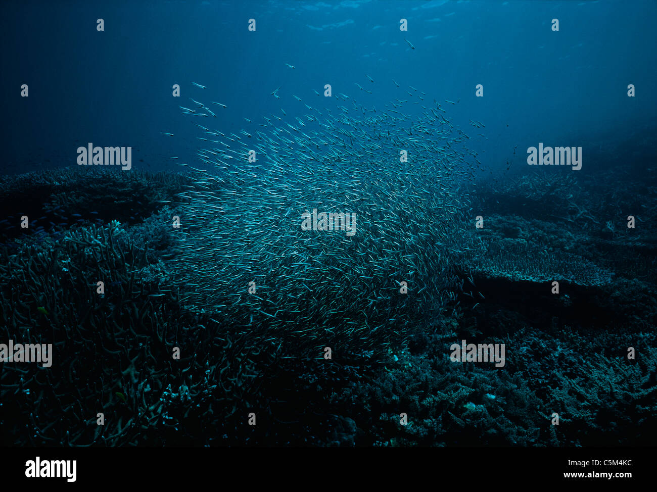 Group of catfish High Resolution Stock Photography and Images - Alamy