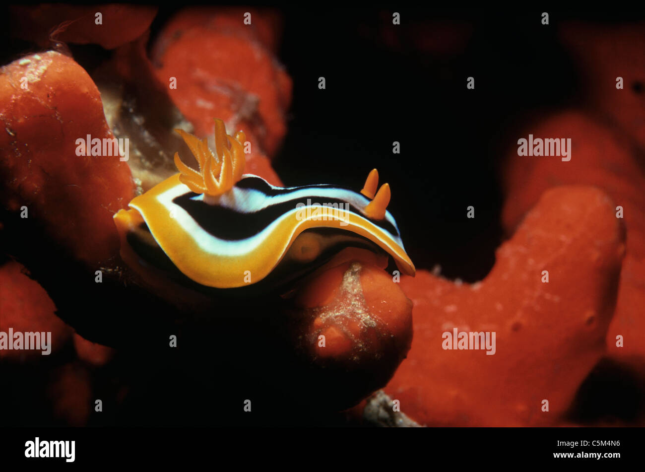 Pyjama sea slug hi-res stock photography and images - Alamy