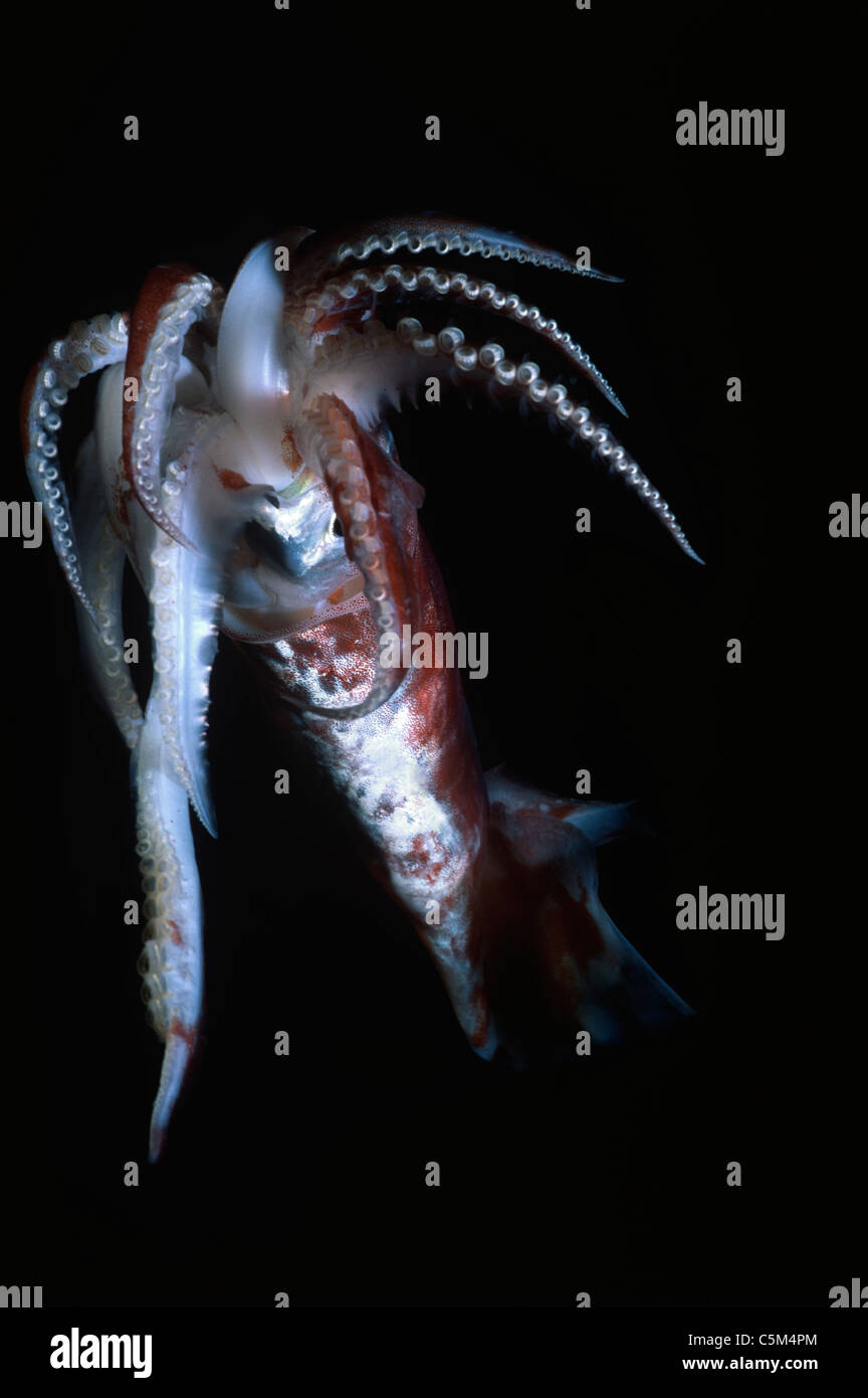 Short-fin Squid (Illex coindetti) swimming at night. Egypt, Red Sea ...