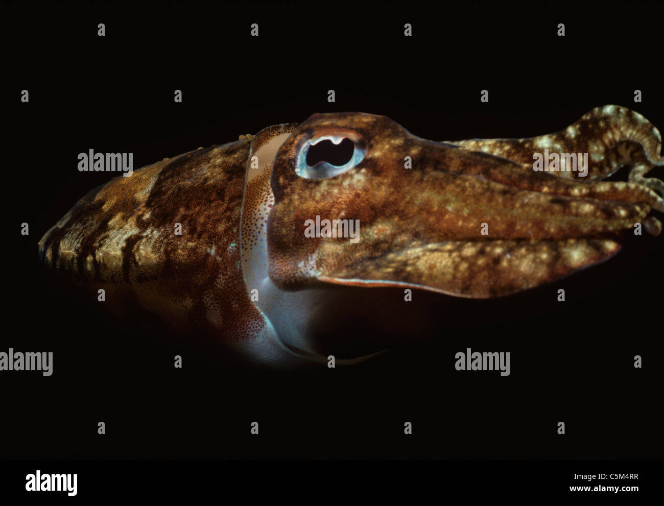 Jet propulsion mollusks hi-res stock photography and images - Alamy