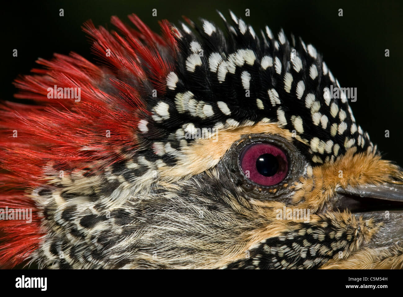 Abyssinian Woodpecker