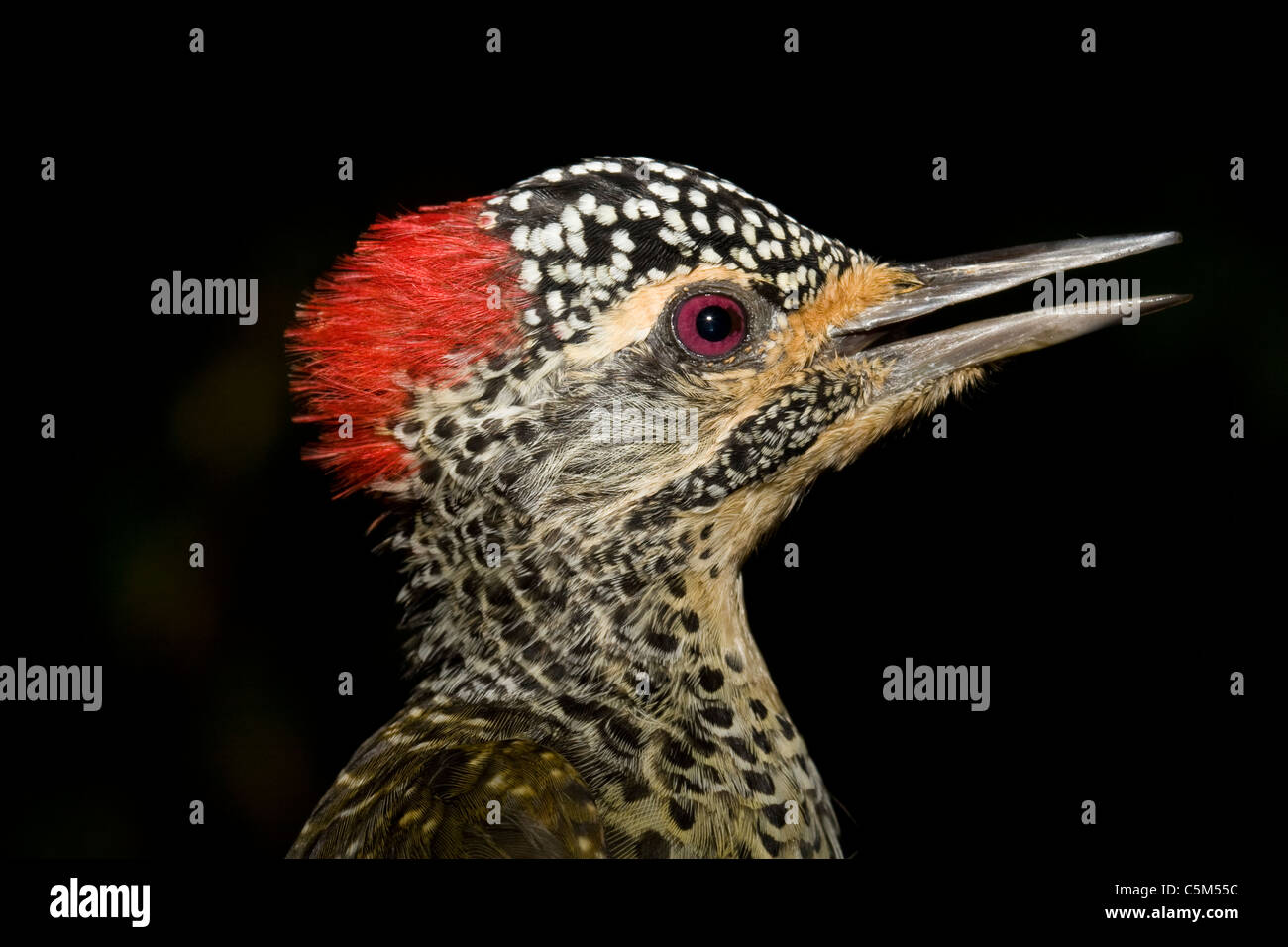 Abyssinian Woodpecker