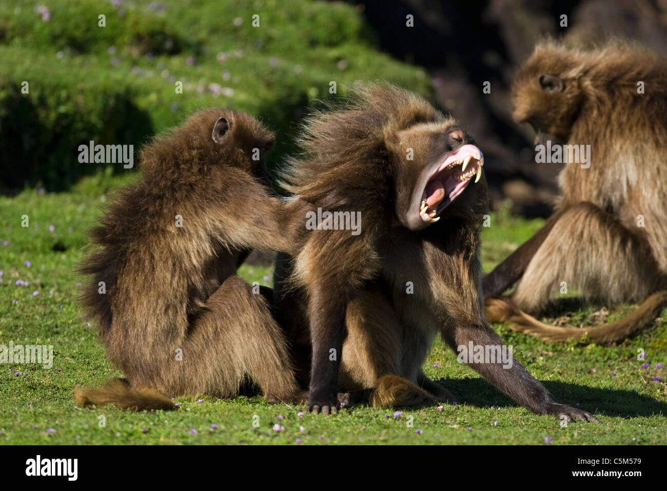 Gelada monkeys, Theropithecus gelada, preening Simien mountains ...
