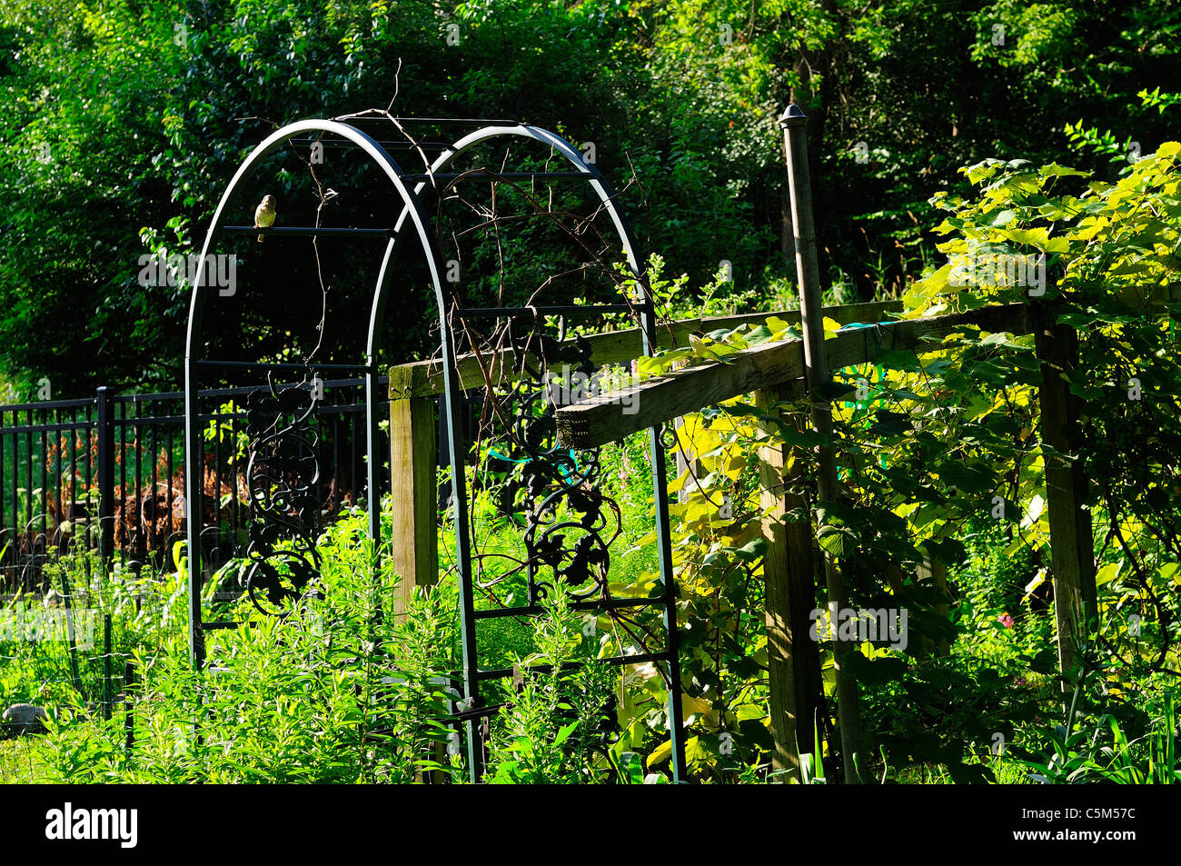 Wrought iron gate grapes hi-res stock photography and images - Alamy