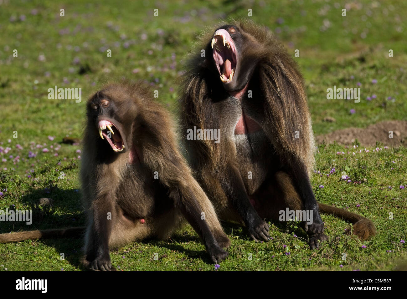 Gelada monkeys, Theropithecus gelada, male territorial behavior Simien ...