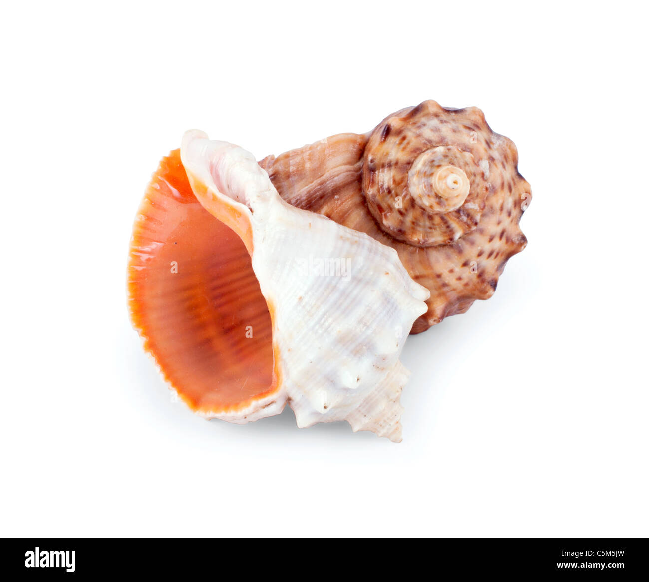 Two sea shells isolated on white background Stock Photo - Alamy