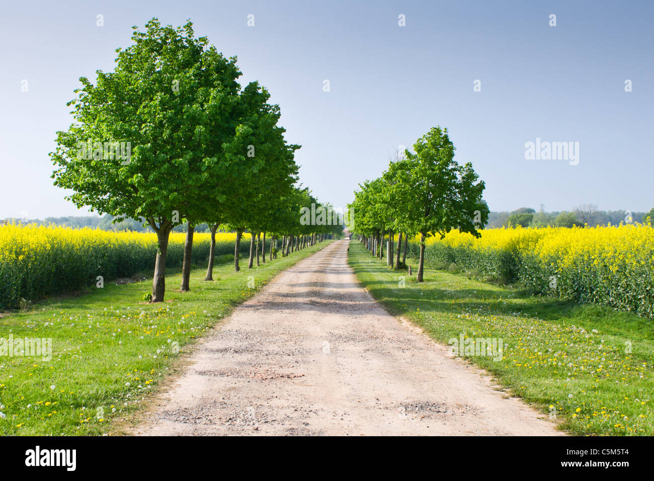 Tree lined drive flanked by rapeseed fields on either side under a ...