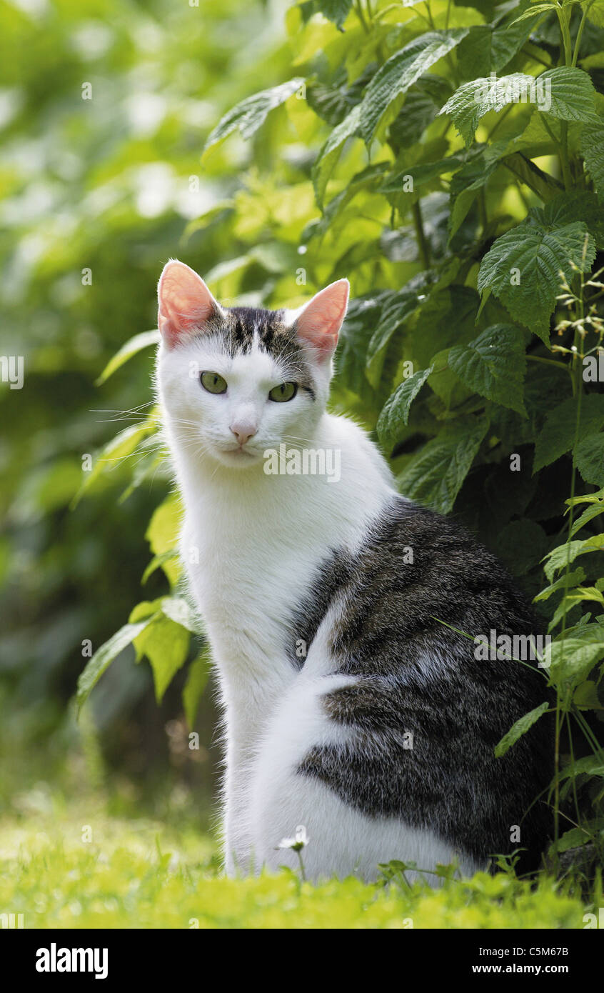 domestic cat sitting Stock Photo - Alamy