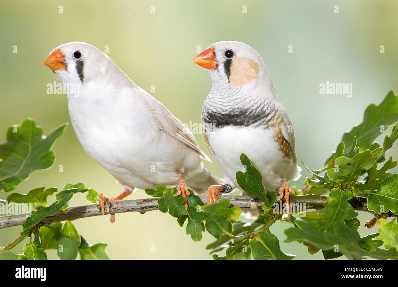spotted-sided finch / poaphila guttata Stock Photo - Alamy