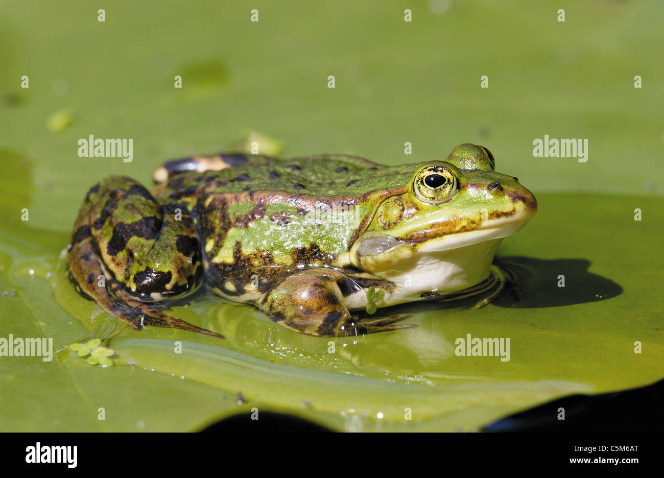 European edible frog on water lily leaf / Rana esculenta Stock Photo ...