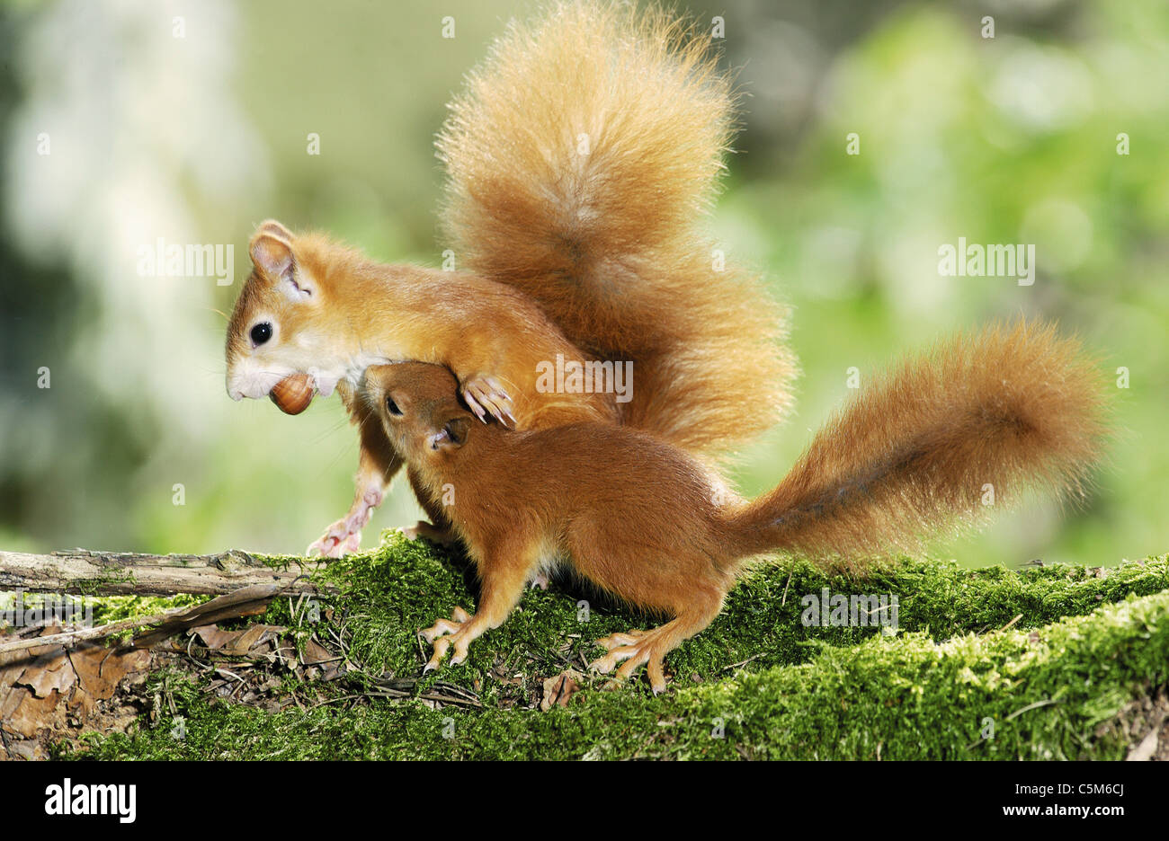 Squirrel mother with cub hi-res stock photography and images - Alamy