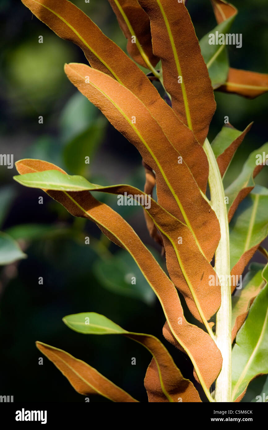 Wetland fern hi-res stock photography and images - Alamy