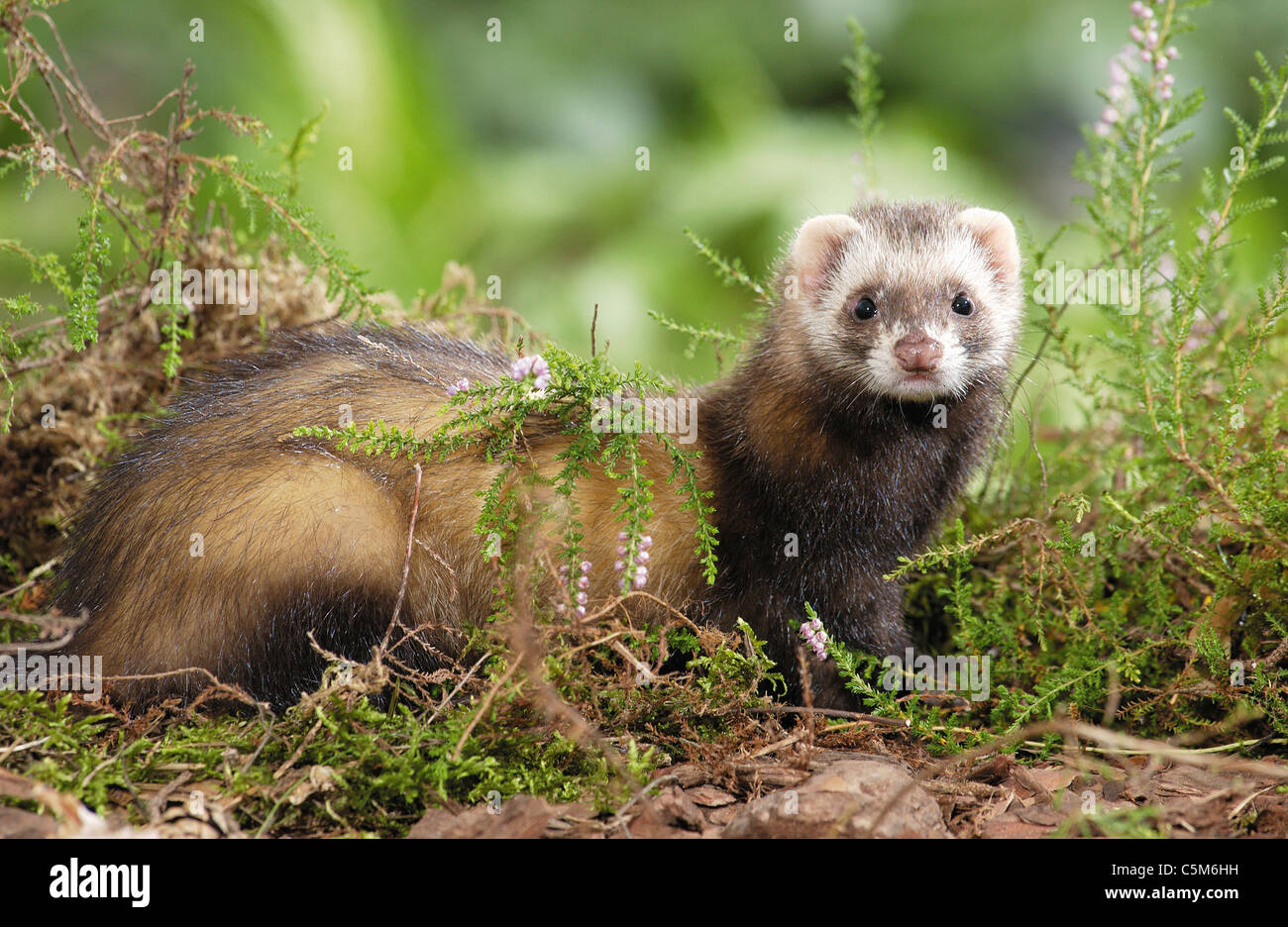 Domestic polecat / Mustela putorius f.furo Stock Photo - Alamy