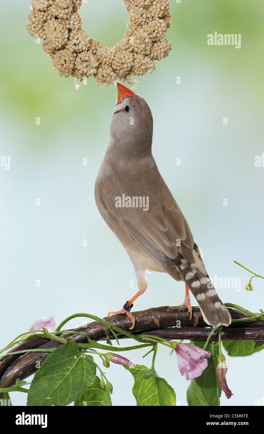 Zebra finch on twig eating / Poephila guttata Stock Photo - Alamy