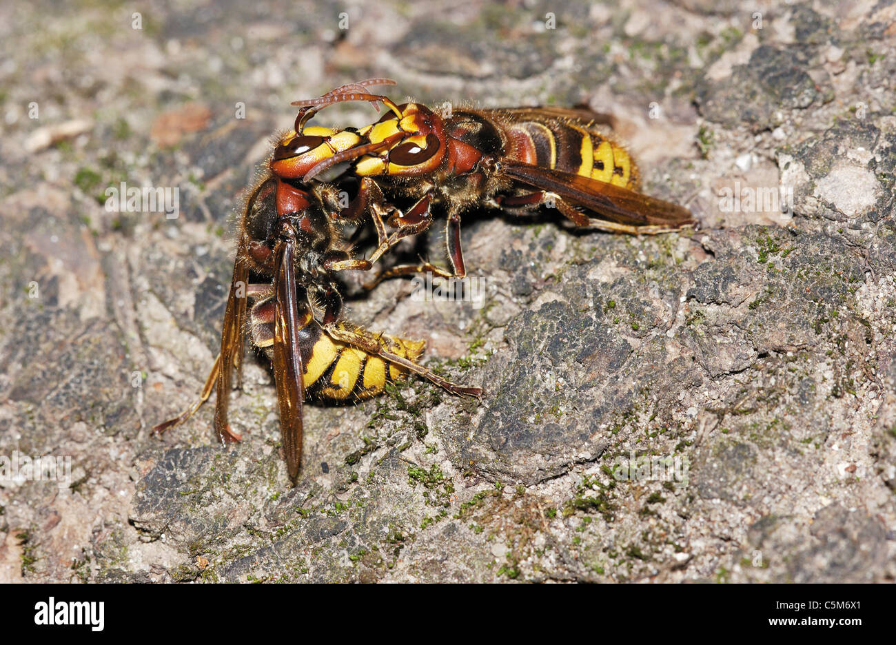 two wasps fighting Stock Photo - Alamy