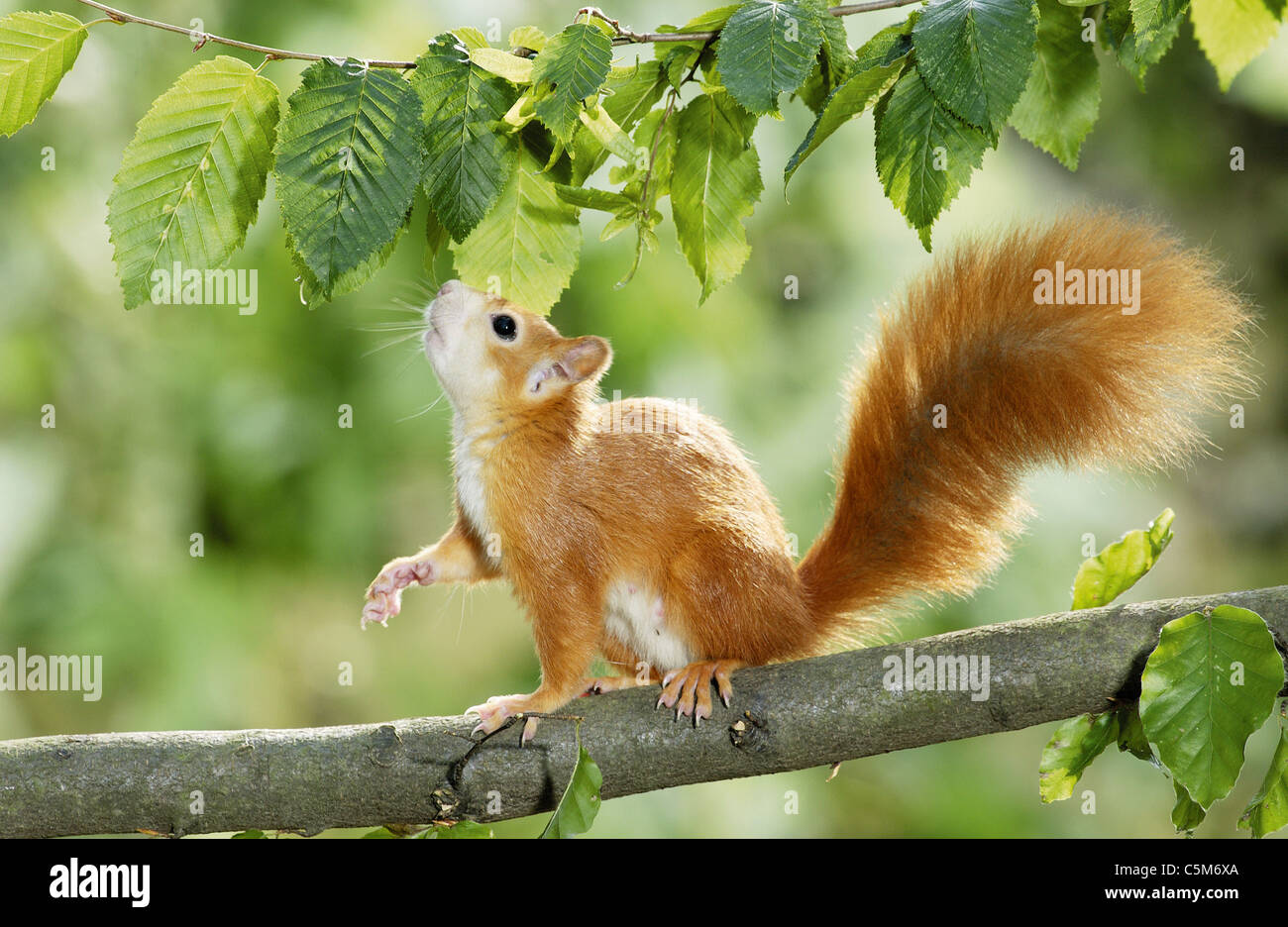 European red squirrel on hazel-nut tree Stock Photo - Alamy